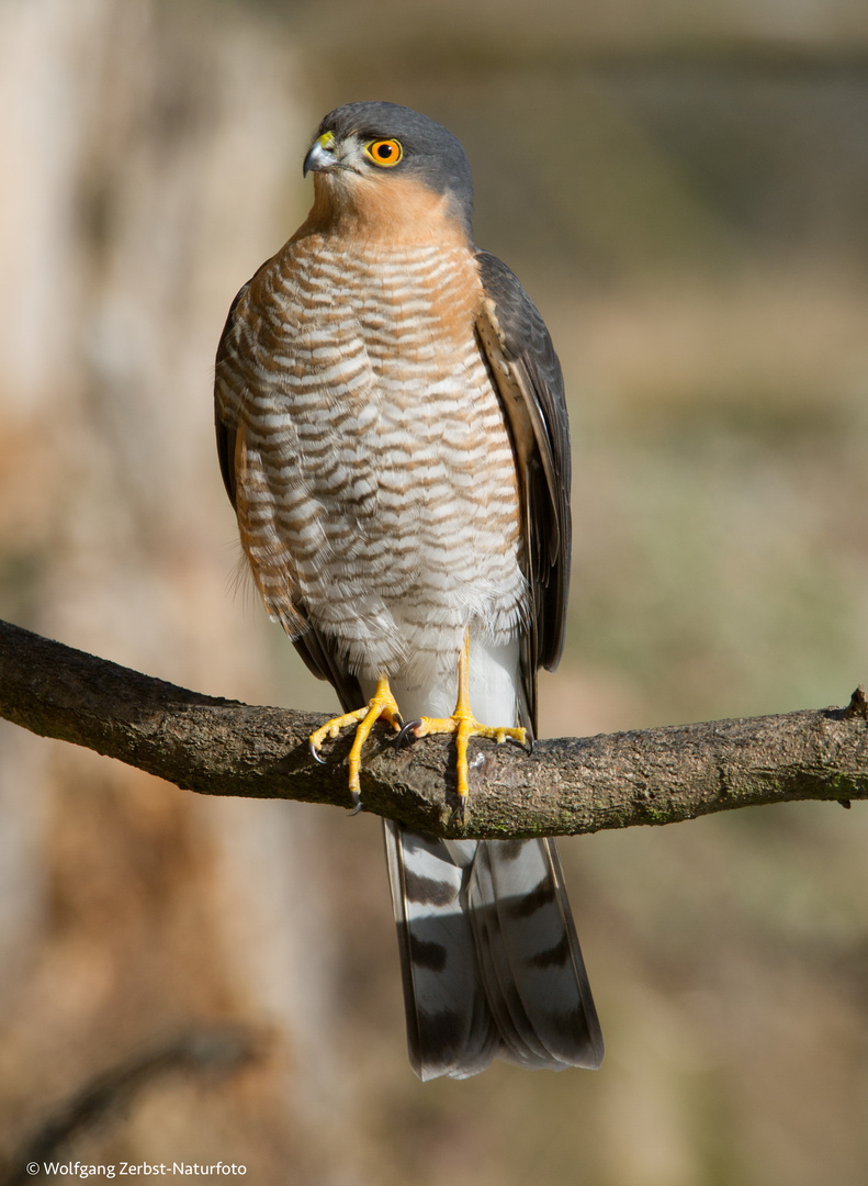 Sperber --- Foto & Bild | fotos, winter, frühling Bilder auf fotocommunity