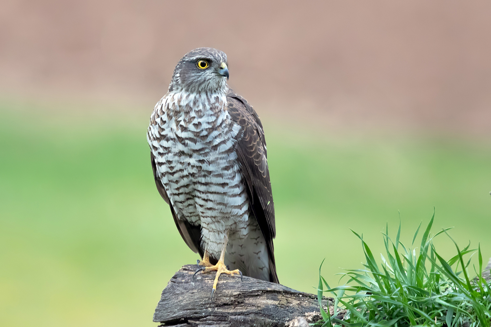 Sperber Foto & Bild | tiere, wildlife, wild lebende vögel Bilder auf ...