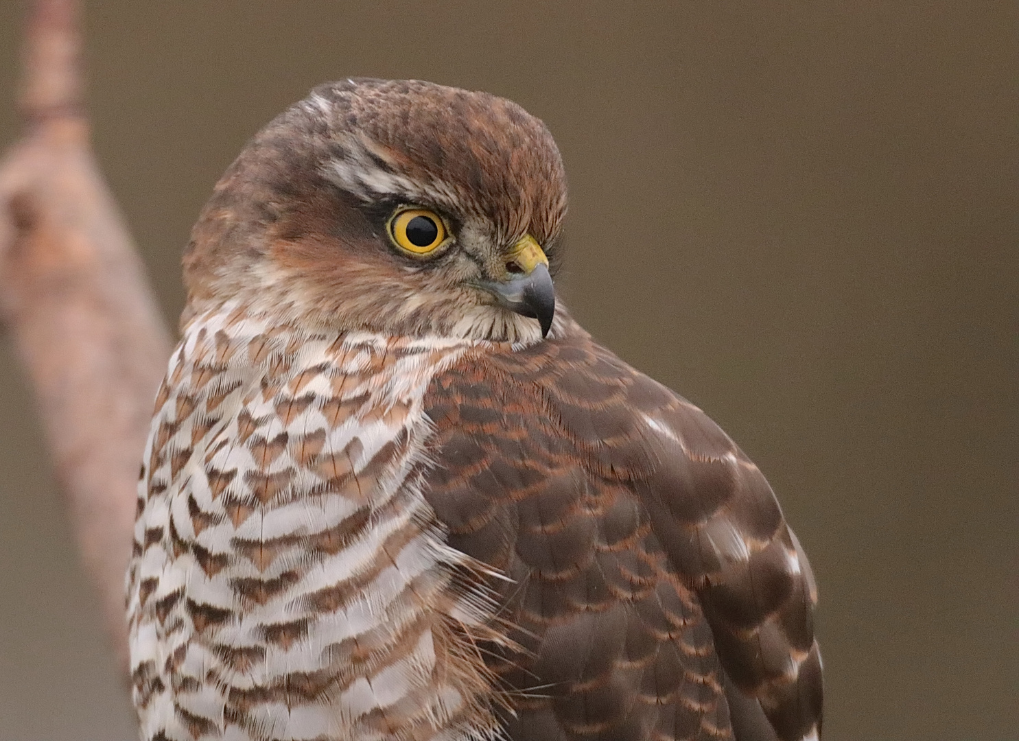 Sperber Foto & Bild | tiere, wildlife, wild lebende vögel Bilder auf ...
