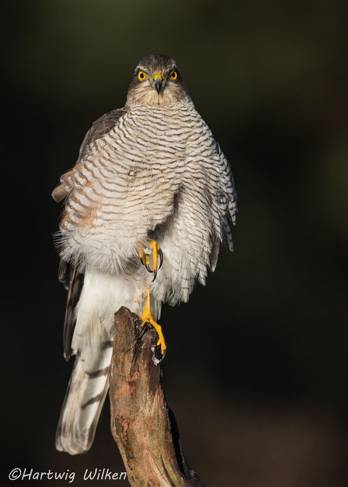 Sperber 2 Foto & Bild | natur, tiere, vögel Bilder auf fotocommunity
