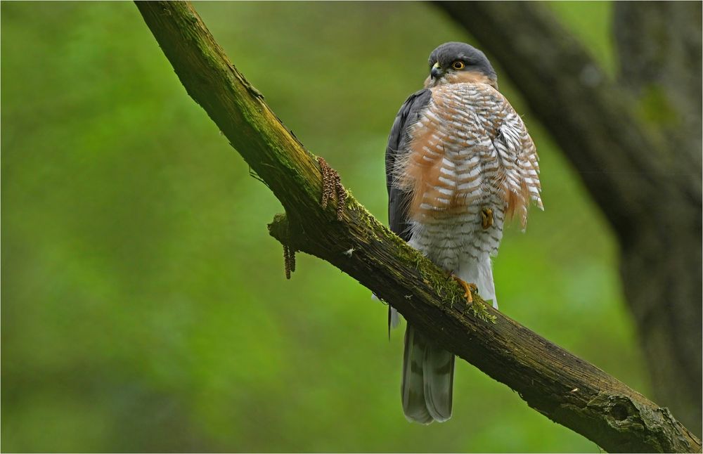Sperber Foto & Bild | tiere, wildlife, wild lebende vögel Bilder auf ...