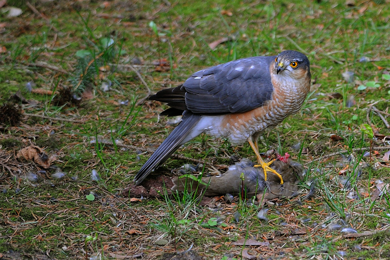 Sperber Foto & Bild | tiere, wildlife, wild lebende vögel Bilder auf ...