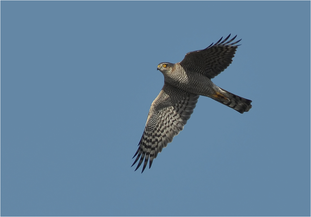 Sperber Foto & Bild | tiere, wildlife, wild lebende vögel Bilder auf ...