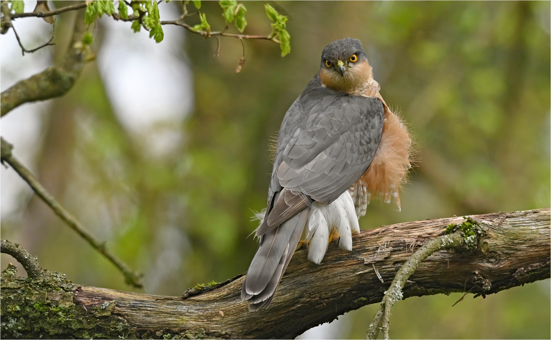 Sperber Foto & Bild | tiere, wildlife, wild lebende vögel Bilder auf ...