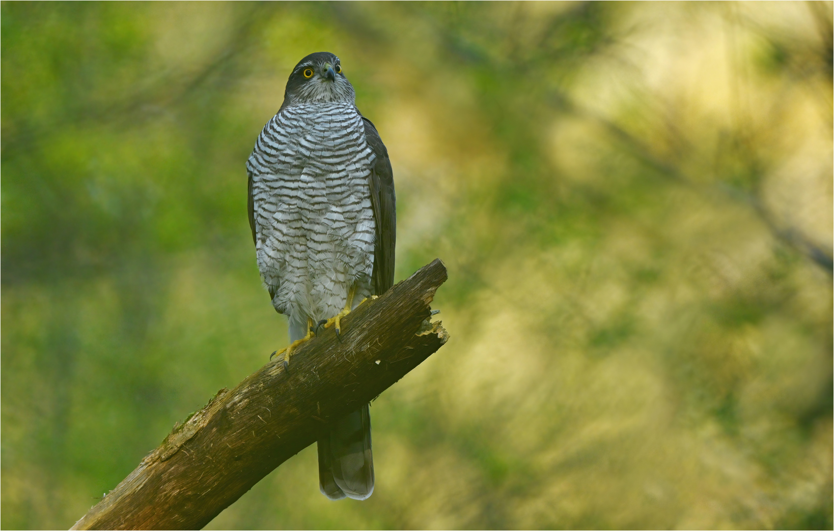 Sperber Foto & Bild | nature, natur, tiere Bilder auf fotocommunity