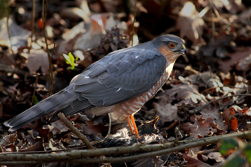 Sperber 3 Foto & Bild | tiere, wildlife, wild lebende vögel Bilder auf ...