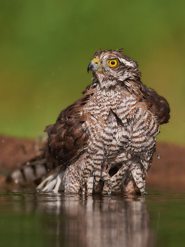 Sperber Foto & Bild | tiere, natur, vögel Bilder auf fotocommunity