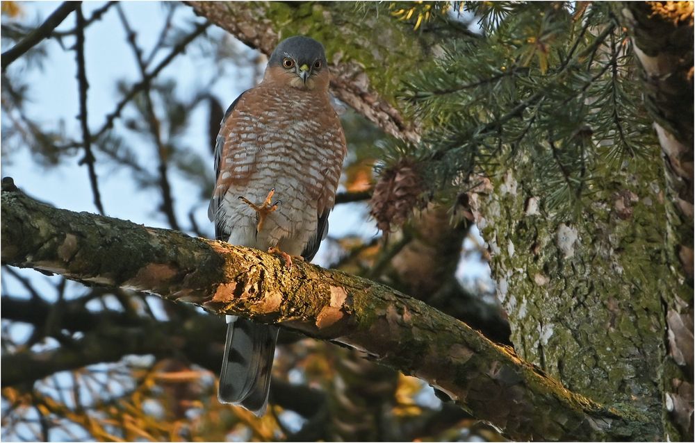 Sperber Foto & Bild | tiere, wildlife, wild lebende vögel Bilder auf ...