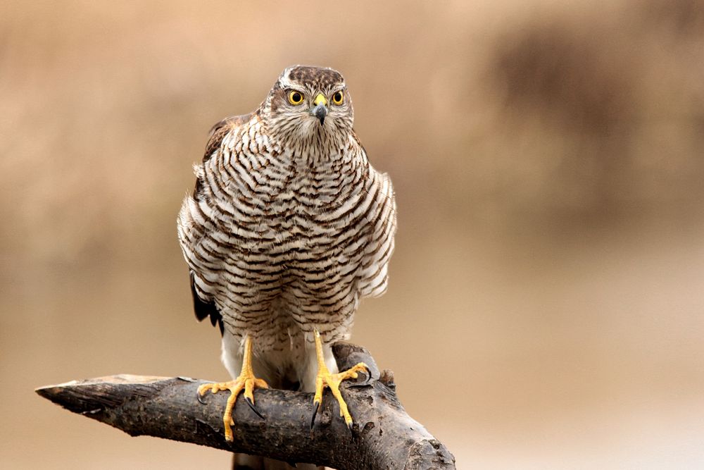 Sperber Foto & Bild | tiere, wildlife, wild lebende vögel Bilder auf ...