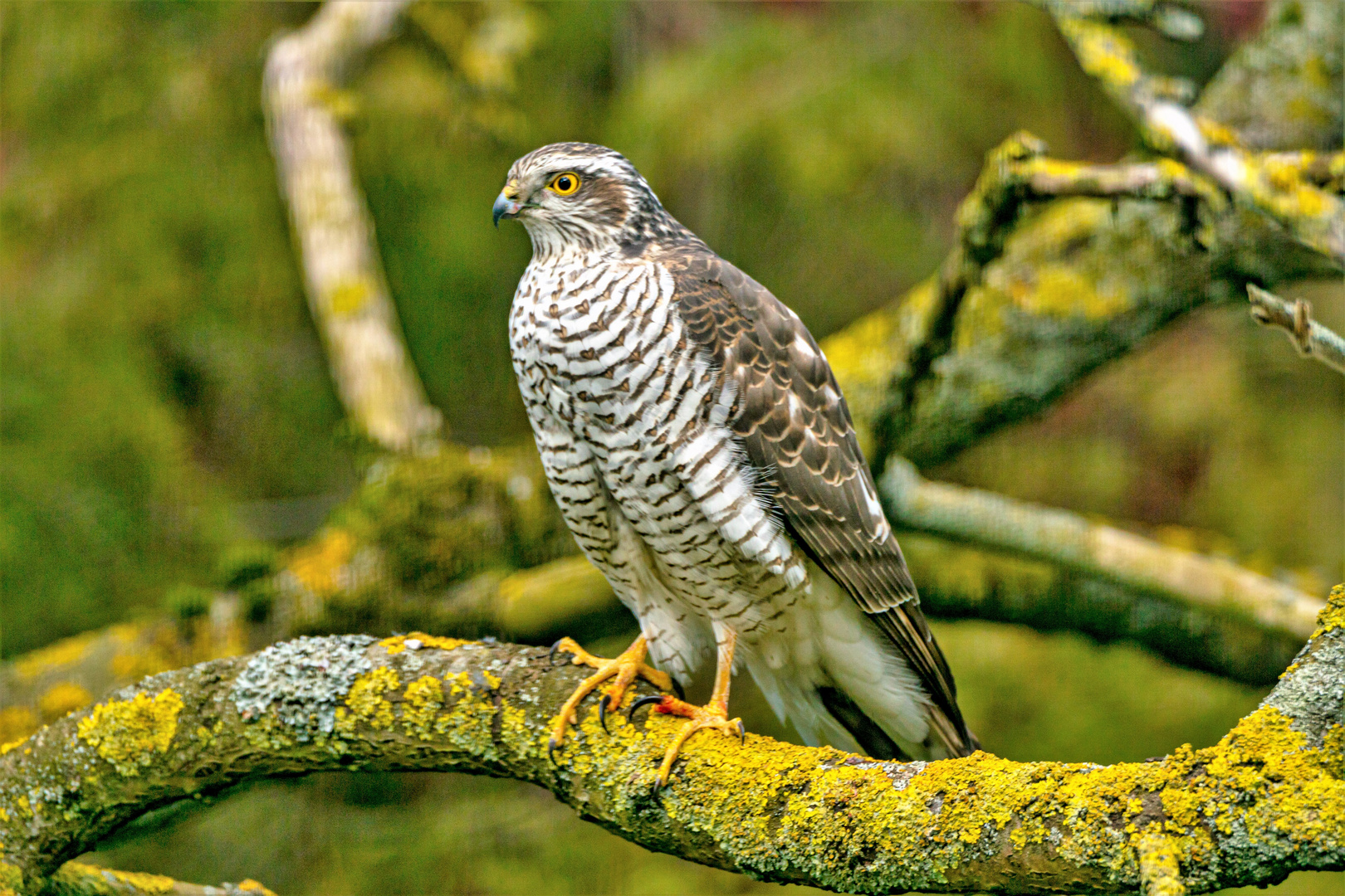 Sperber Foto & Bild | natur, zoo, tiere Bilder auf fotocommunity