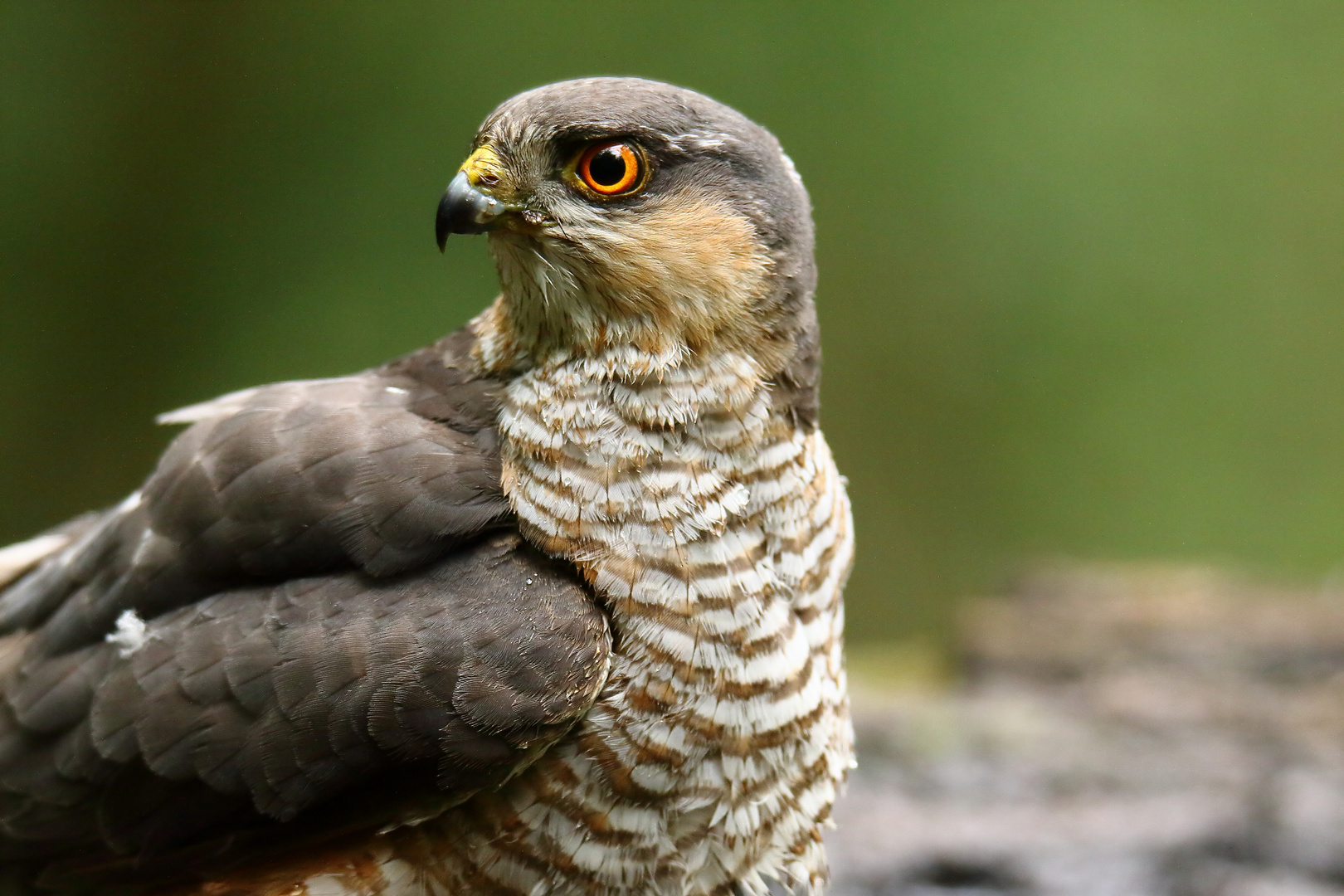 Sperber Foto & Bild | tiere, wildlife, natur Bilder auf fotocommunity