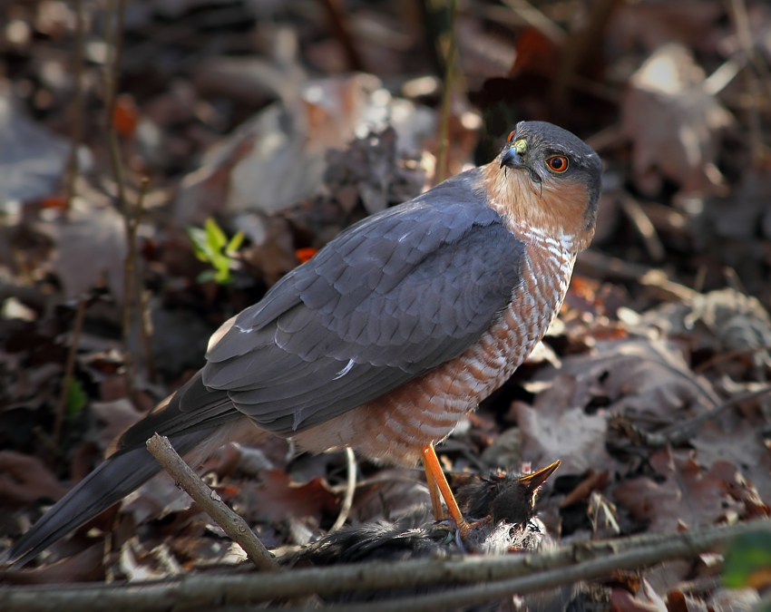Sperber 4 Foto & Bild | tiere, wildlife, wild lebende vögel Bilder auf ...