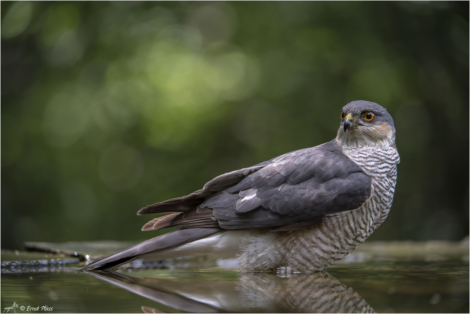 Sperber Foto & Bild | natur, tiere, vögel Bilder auf fotocommunity