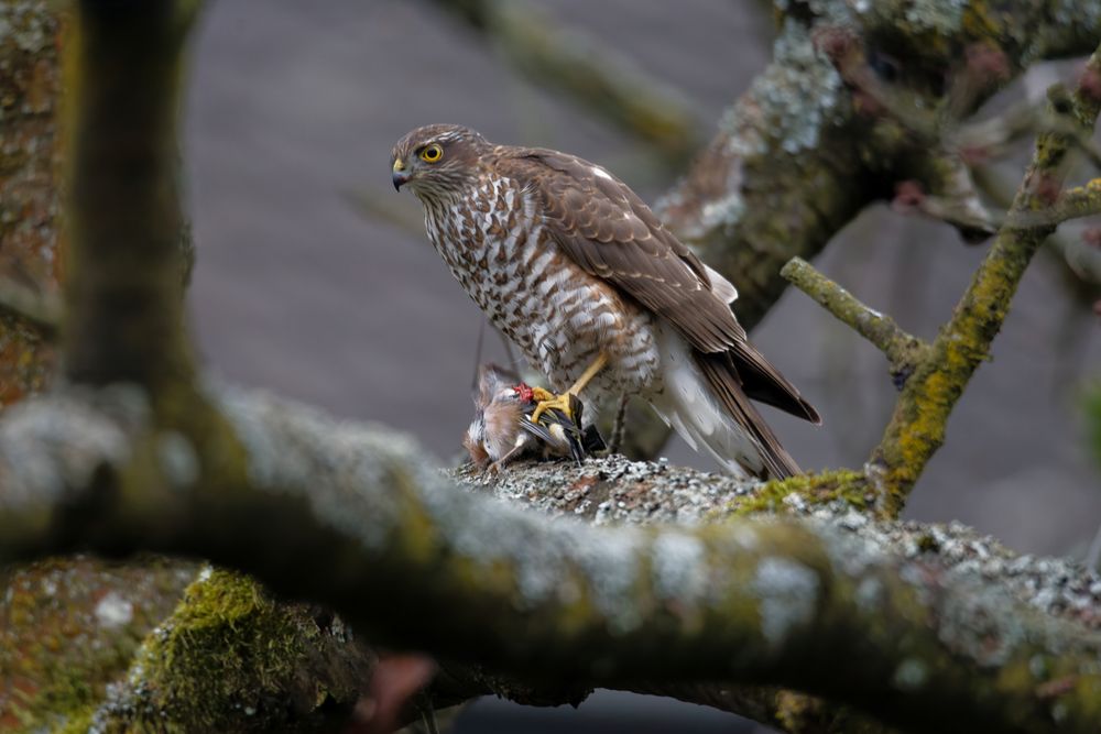 Sperber Foto & Bild | tiere, wildlife, wild lebende vögel Bilder auf ...