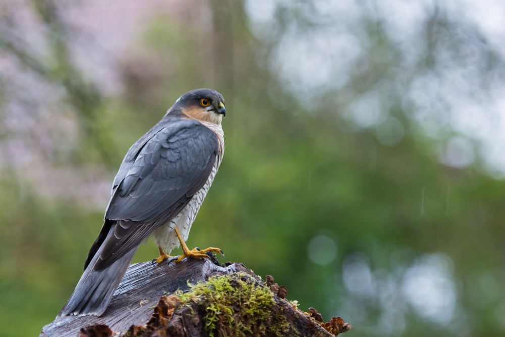 Sperber Foto & Bild | tiere, wildlife, wild lebende vögel Bilder auf ...