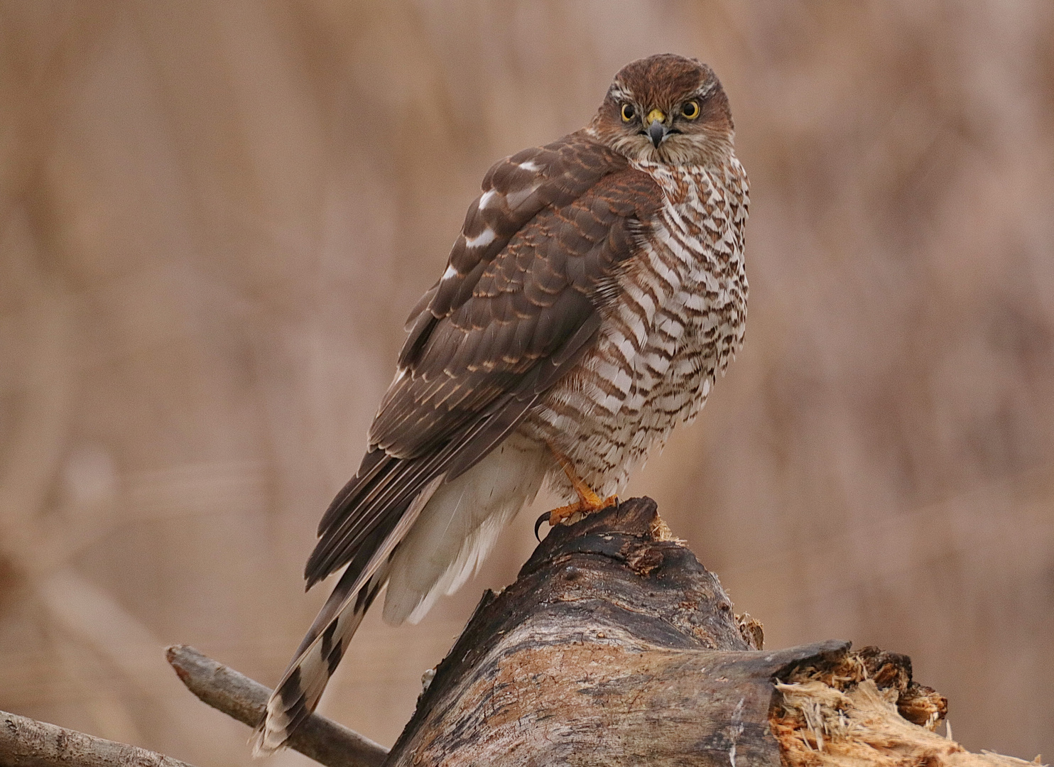 Sperber 5 Foto & Bild | tiere, wildlife, wild lebende vögel Bilder auf ...