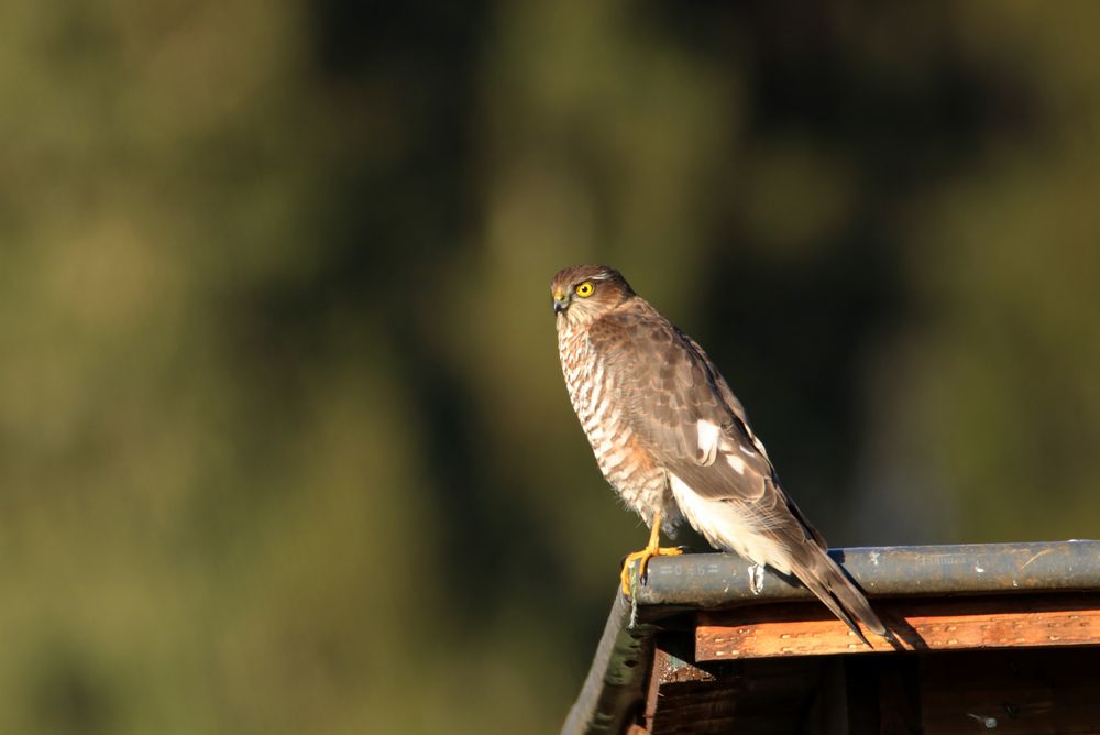 Sperber Foto & Bild | tiere, wildlife, wild lebende vögel Bilder auf ...