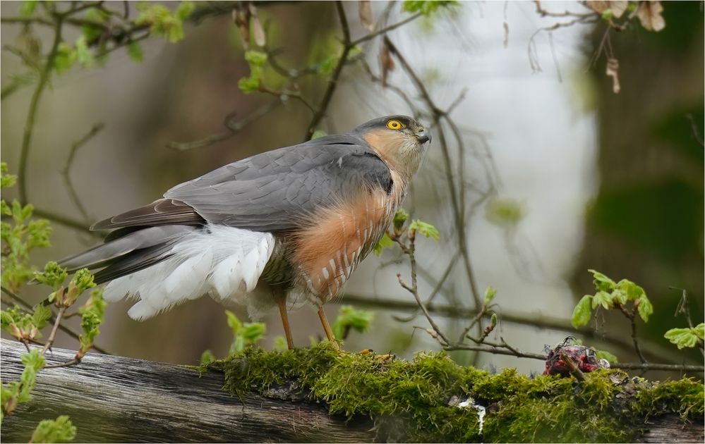 Sperber Foto & Bild | natur, greifvogel, tiere Bilder auf fotocommunity