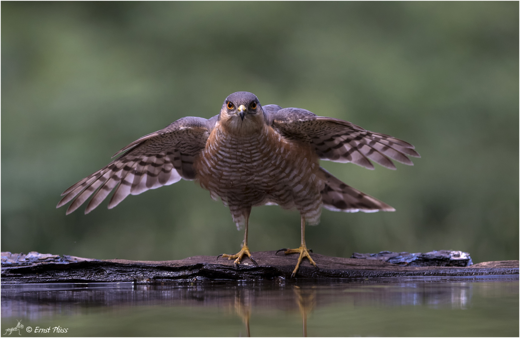Sperber Foto & Bild | natur, tiere, vögel Bilder auf fotocommunity