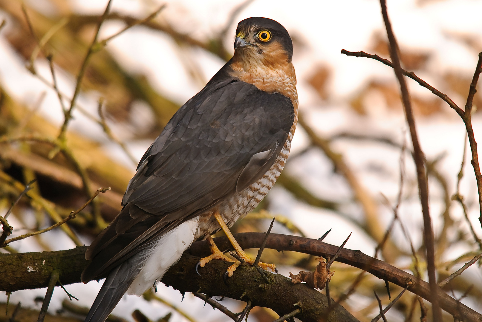 Sperber Foto & Bild | tiere, wildlife, wild lebende vögel Bilder auf ...