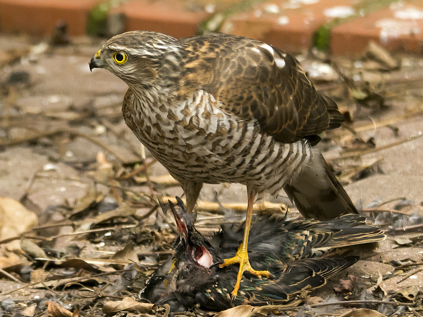Sperber Foto & Bild | tiere, wildlife, wild lebende vögel Bilder auf ...