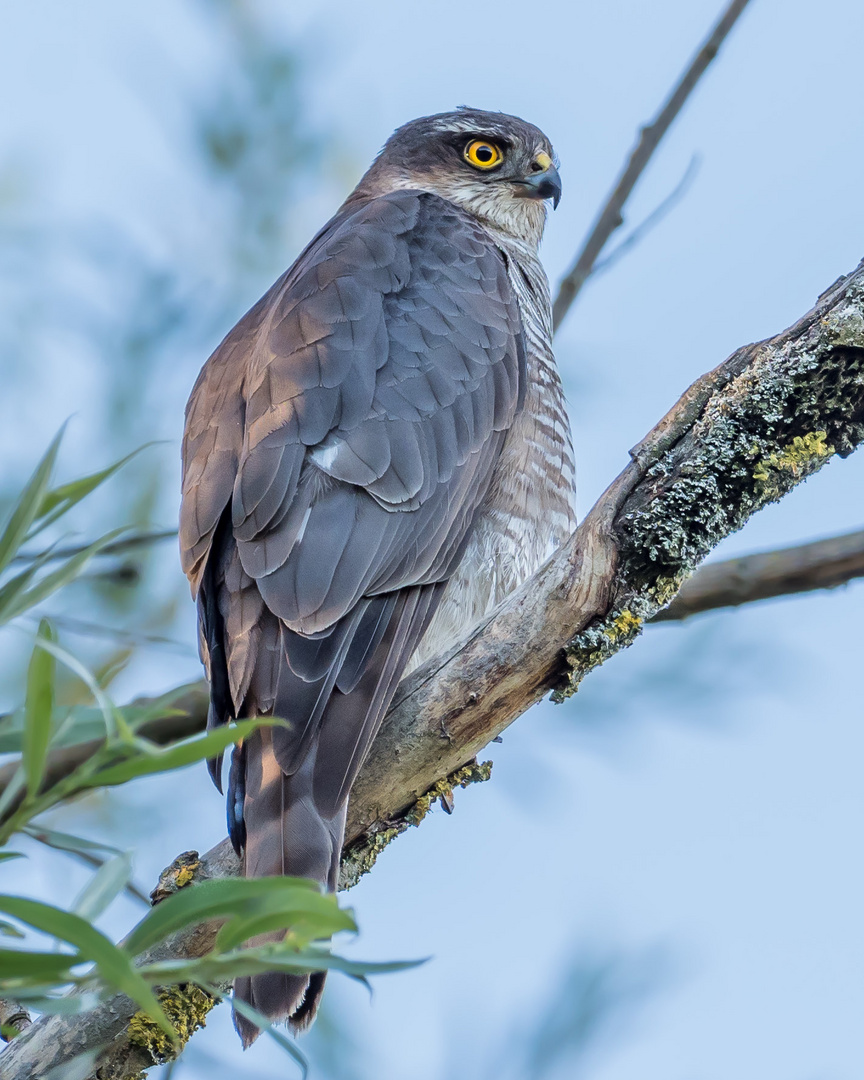 Sperber Foto & Bild | tiere, wildlife, wild lebende vögel Bilder auf ...