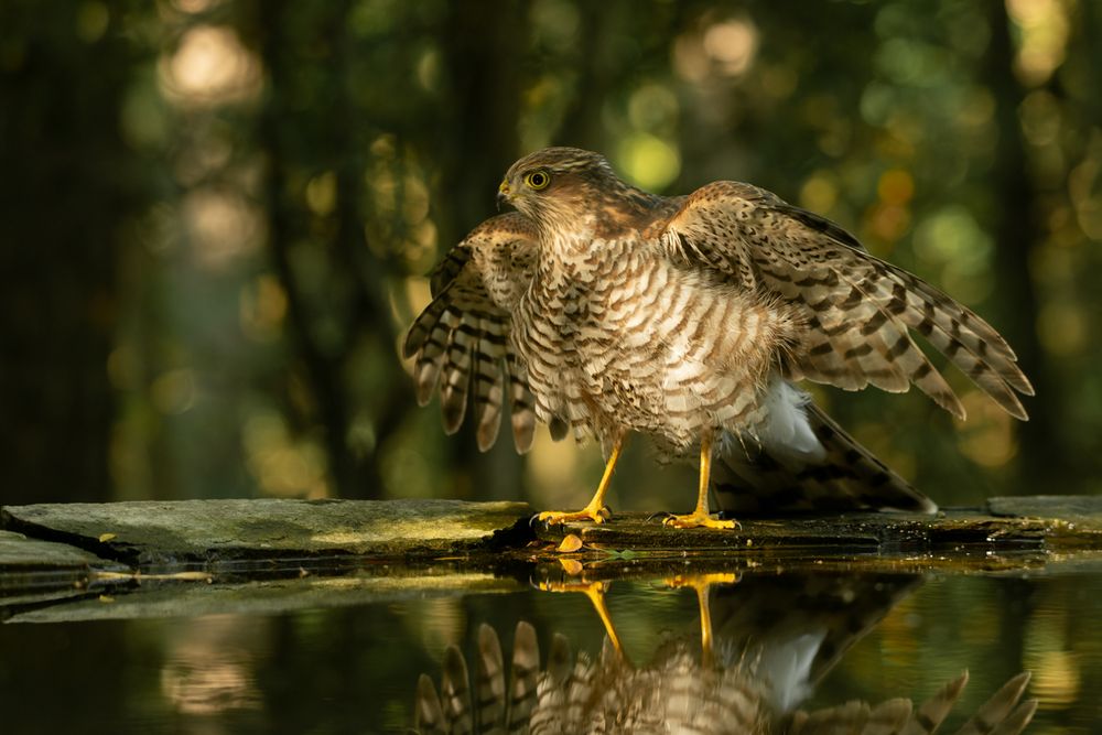 Sperber Foto & Bild | tiere, wildlife, wild lebende vögel Bilder auf ...
