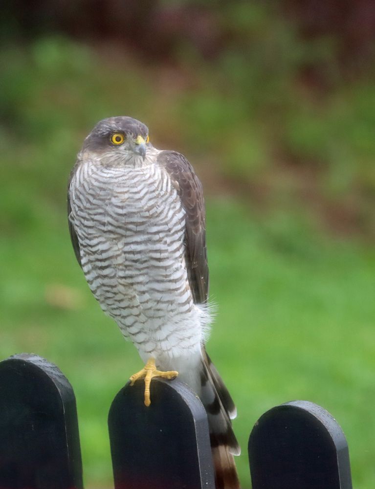 Sperber Foto & Bild | tiere, wildlife, wild lebende vögel Bilder auf ...