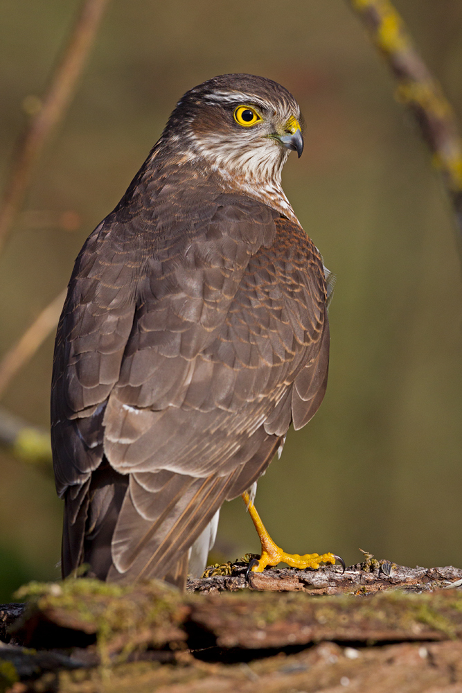 Sperber Foto & Bild | tiere, wildlife, wild lebende vögel Bilder auf ...