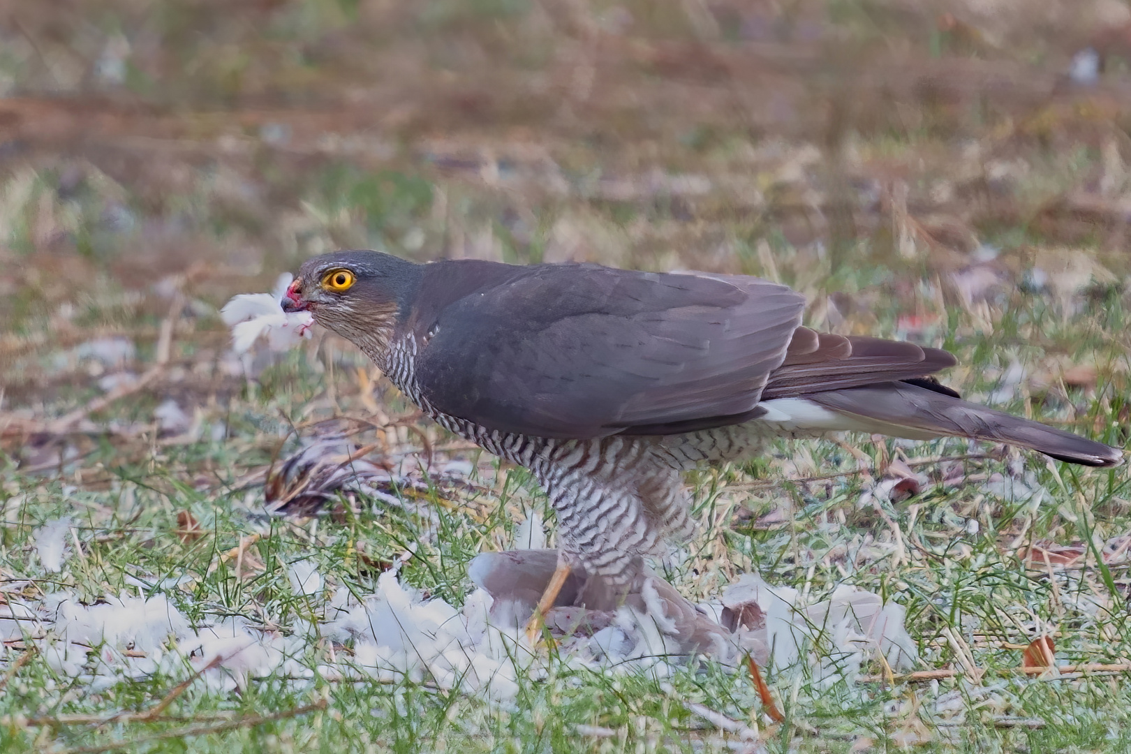 Sperber Foto & Bild | tiere, wildlife, wild lebende vögel Bilder auf ...