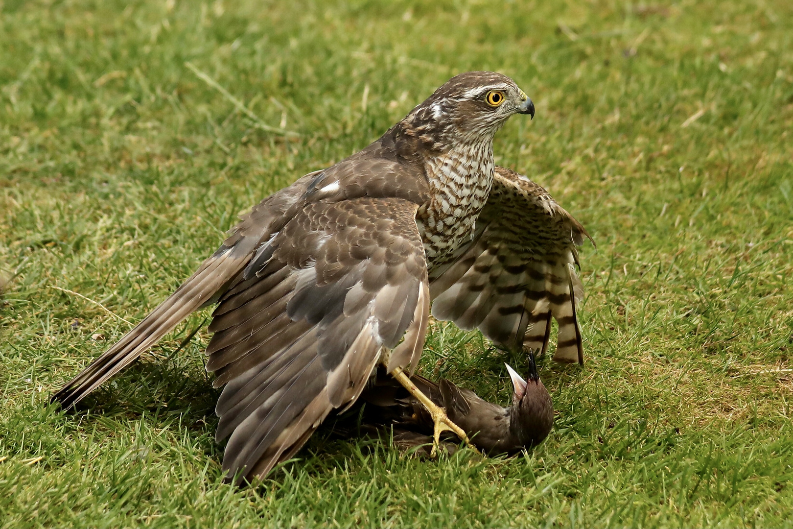 Sperber Foto & Bild | tiere, wildlife, wild lebende vögel Bilder auf ...