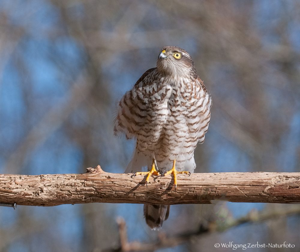 -- Sperber -- Foto & Bild | fotos, world, natur Bilder auf fotocommunity