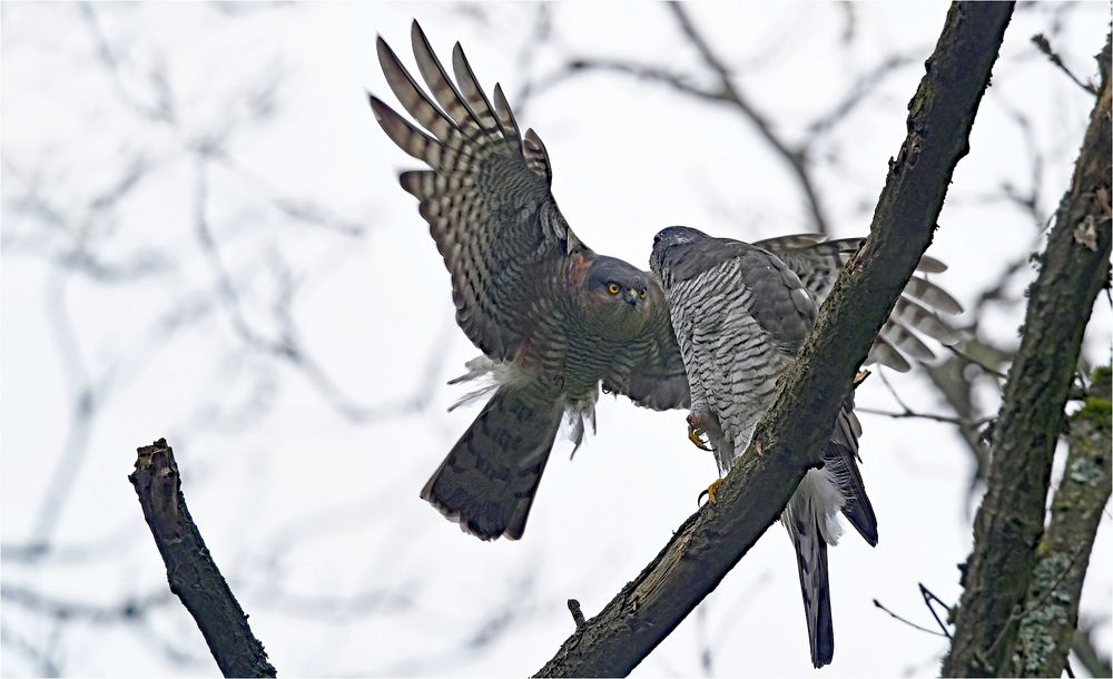 Sperber Foto & Bild | nature, natur, tiere Bilder auf fotocommunity