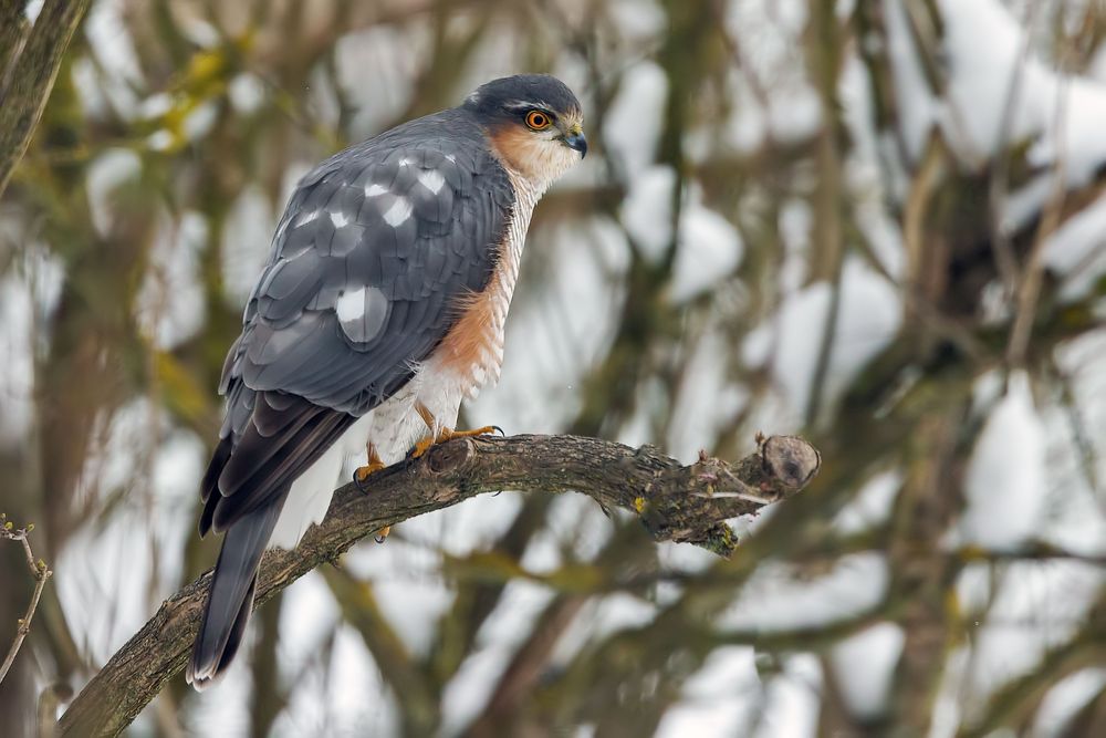 Sperber Foto & Bild | tiere, wildlife, wild lebende vögel Bilder auf ...