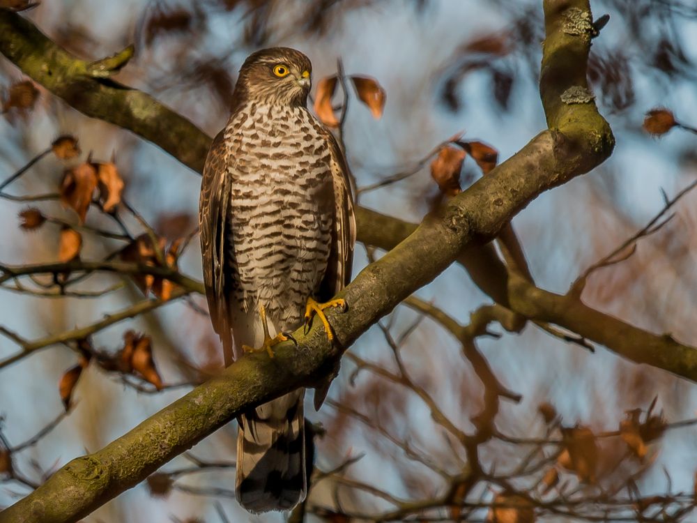 Sperber Foto & Bild | tiere, wildlife, sperber Bilder auf fotocommunity