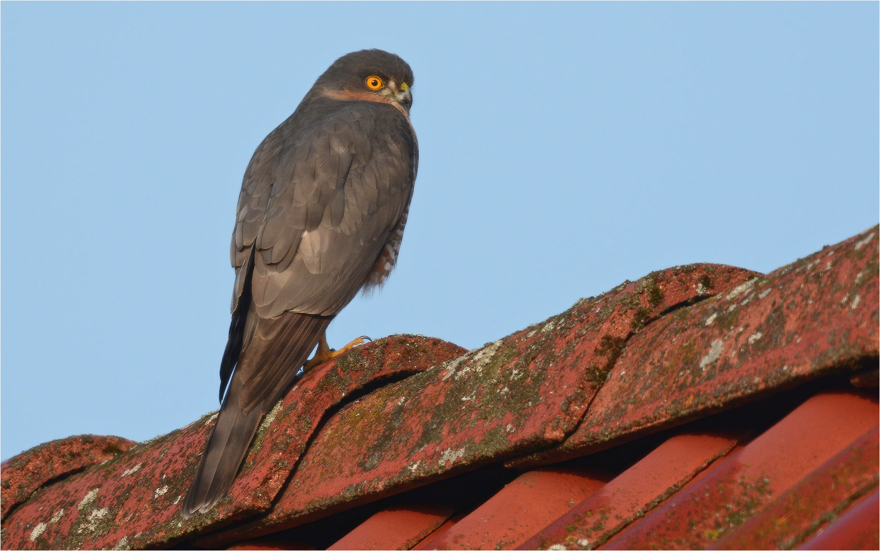 Sperber Foto & Bild | tiere, wildlife, wild lebende vögel Bilder auf ...