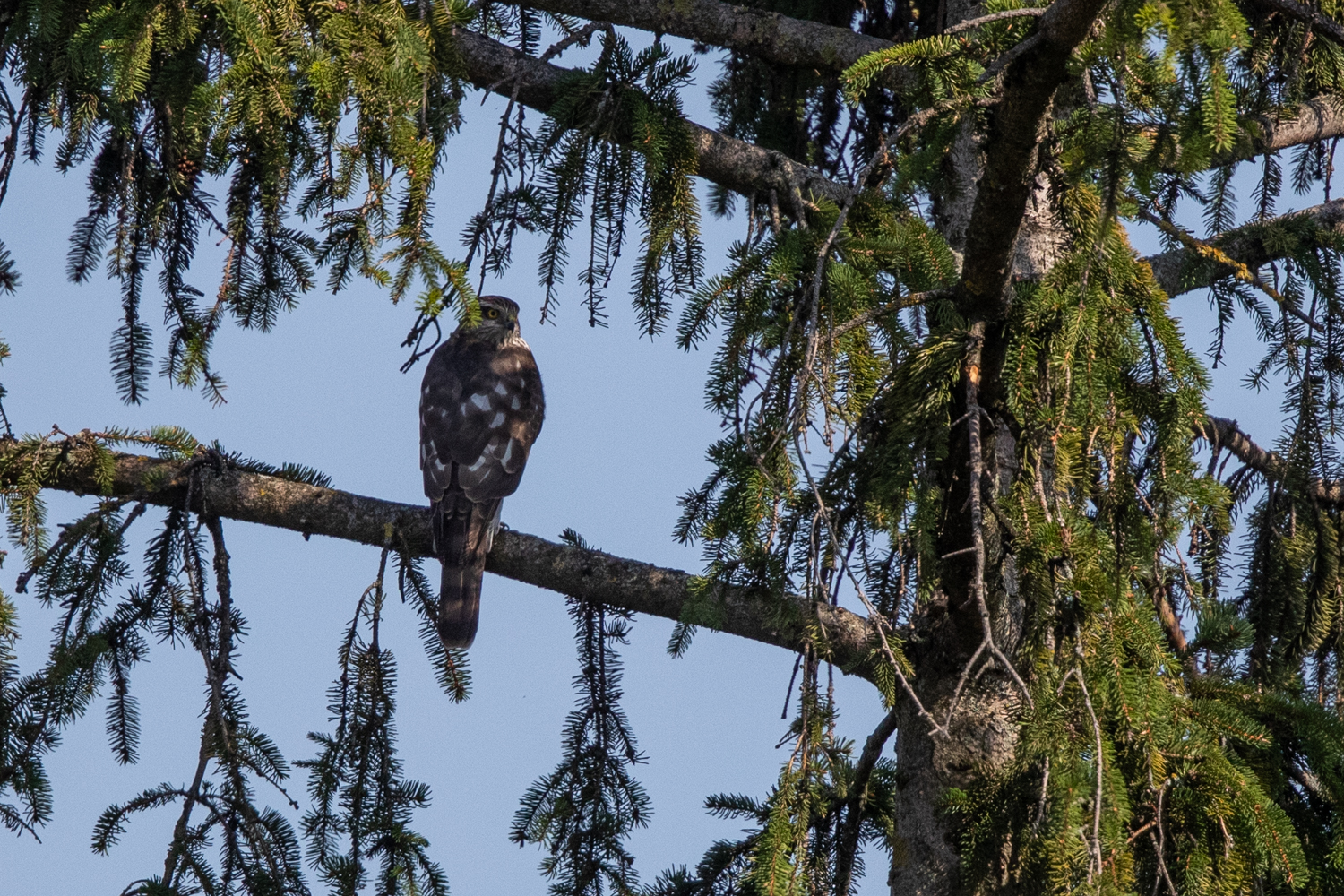 Sperber Foto & Bild | tiere, wildlife, wild lebende vögel Bilder auf ...