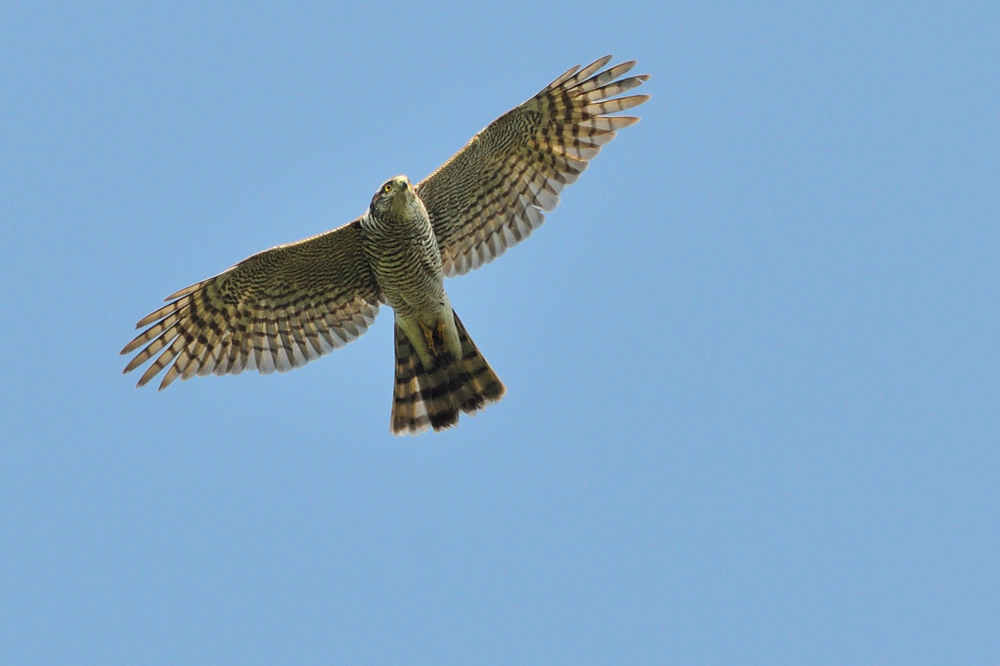 Sperber Foto & Bild | tiere, wildlife, wild lebende vögel Bilder auf ...