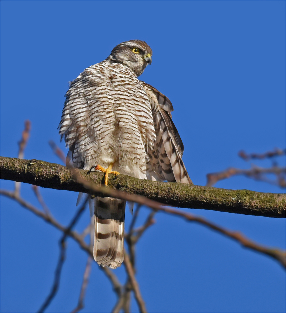 Sperber Foto & Bild | tiere, wildlife, wild lebende vögel Bilder auf ...