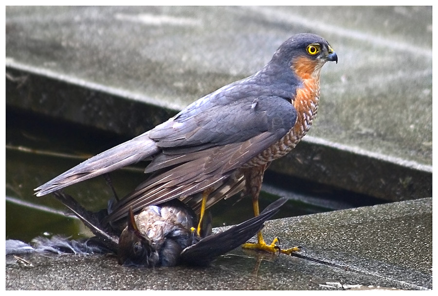 Sperber Foto & Bild | tiere, wildlife, wild lebende vögel Bilder auf ...