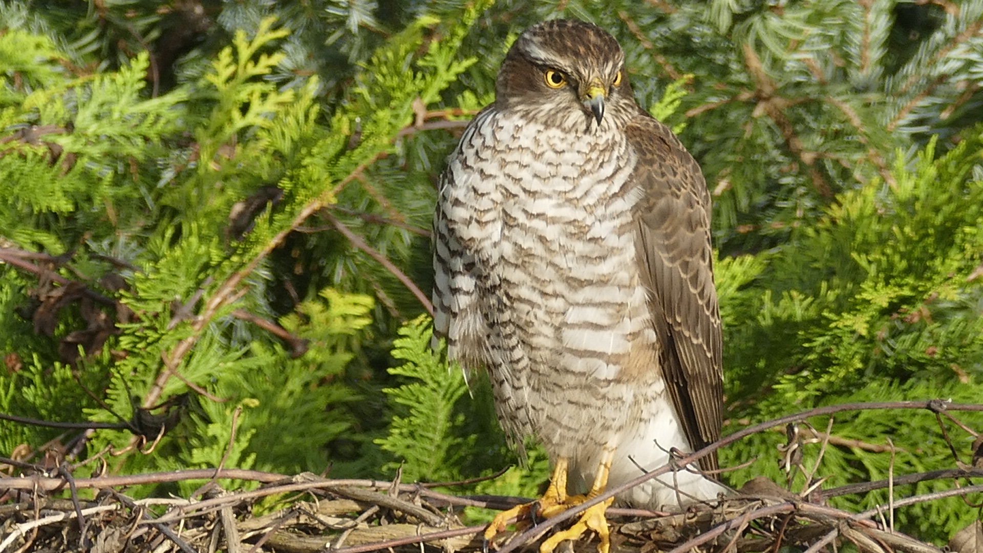Sperber Foto & Bild | tiere, wildlife, wild lebende vögel Bilder auf ...