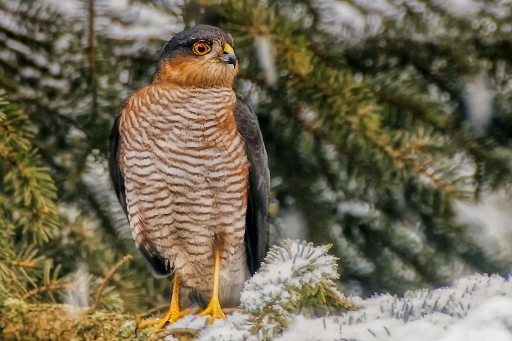 Sperber Foto & Bild | tiere, wildlife, wild lebende vögel Bilder auf ...