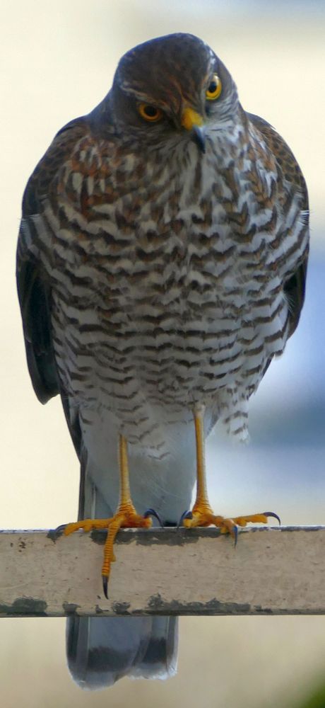 Sperber Foto & Bild | tiere, wildlife, wild lebende vögel Bilder auf ...