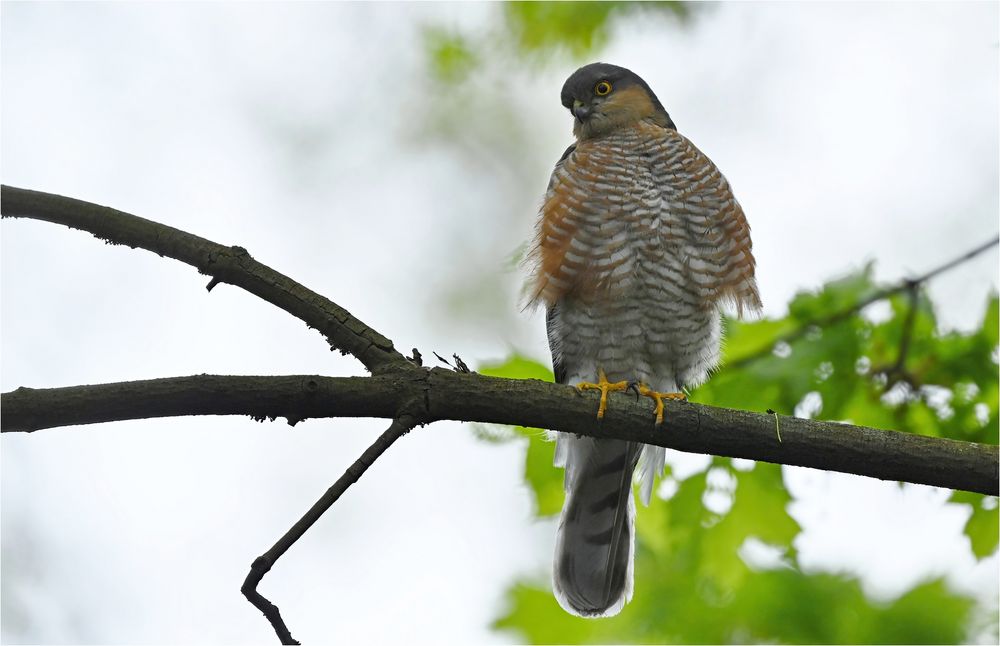 Sperber Foto & Bild | tiere, wildlife, wild lebende vögel Bilder auf ...