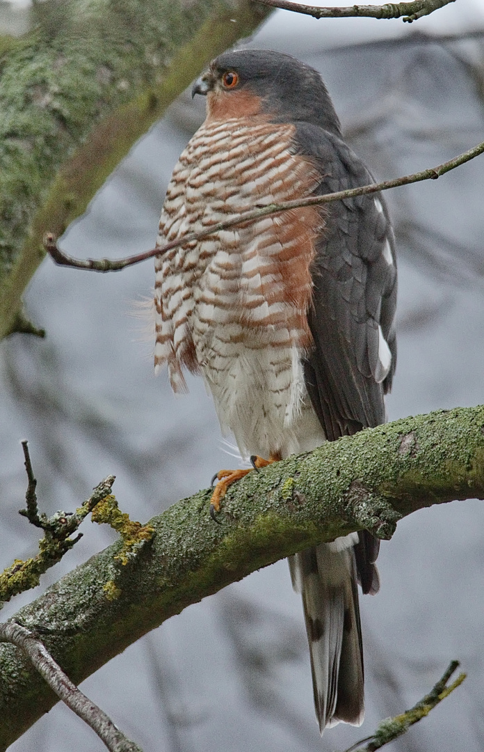 Sperber Foto & Bild | tiere, wildlife, wild lebende vögel Bilder auf ...