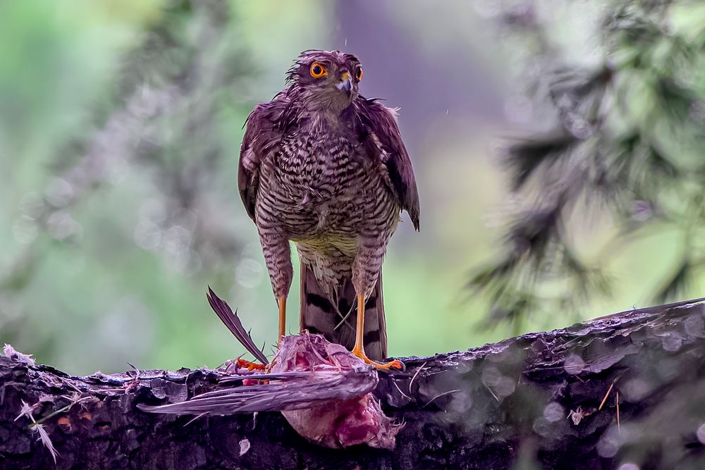 Sperber*** Foto & Bild | fotos, natur, landschaft Bilder auf fotocommunity