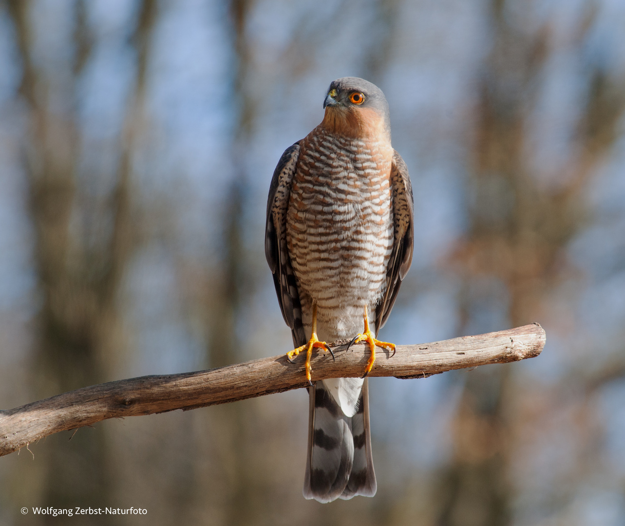 -- Sperber -- ( Accipiter nisus ) Foto & Bild | fotos, world, natur ...