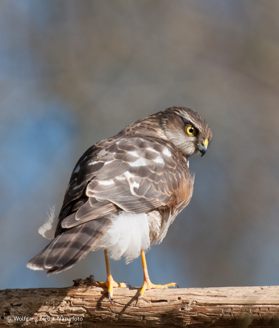 -- Sperber -- ( Accipiter nisus ) Foto & Bild | fotos, natur, tiere ...