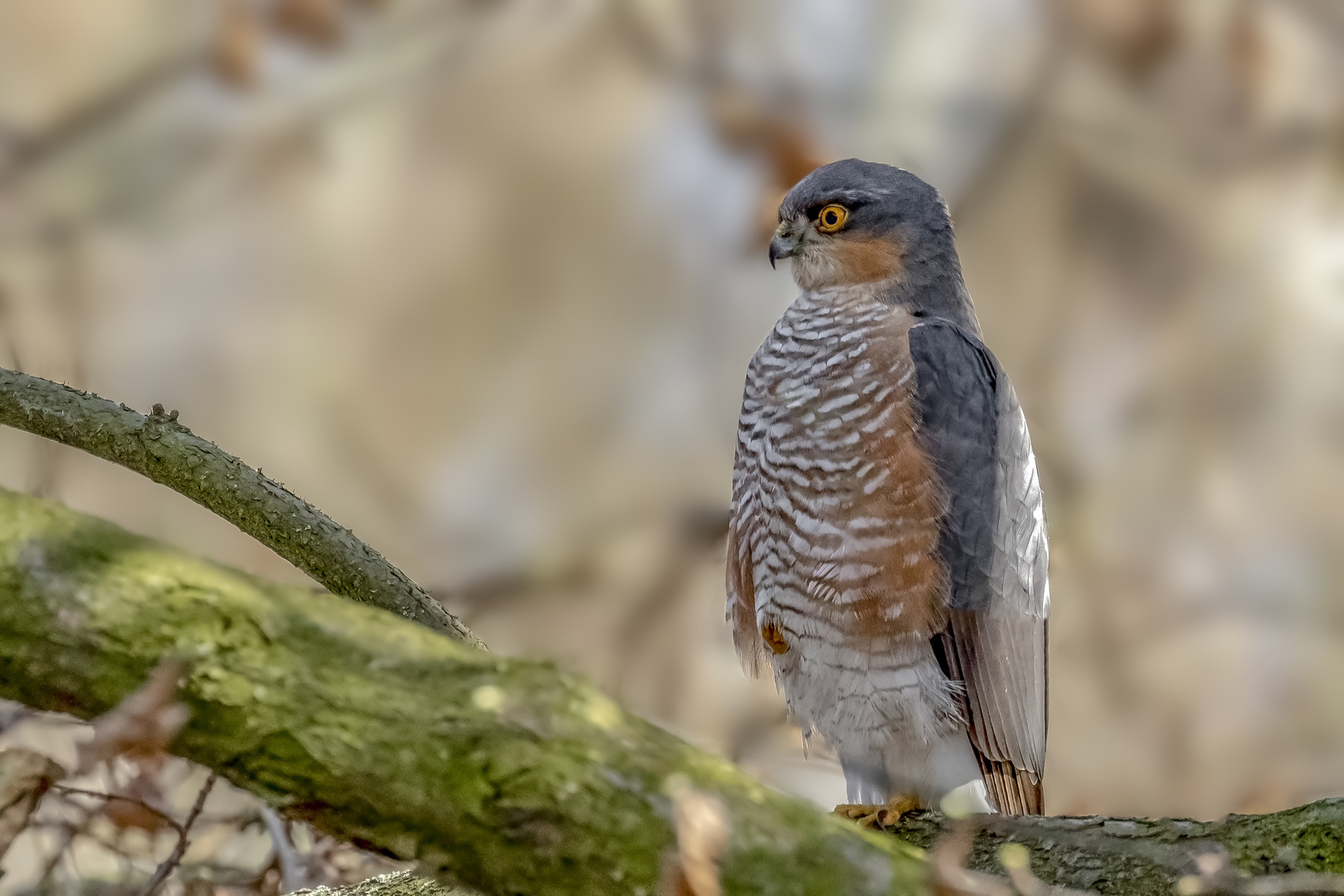 Sperber (Accipiter nisus) Foto & Bild | natur, tiere, wildlife Bilder ...