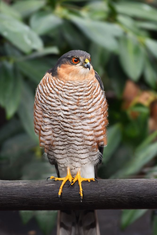 Sperber Foto & Bild | fotos, natur, portrait Bilder auf fotocommunity